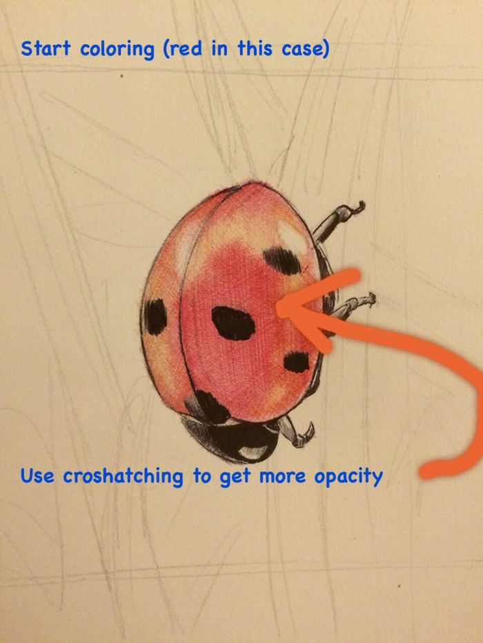 How to draw a Ladybug with pens by Oscarlira | Our Art Corner